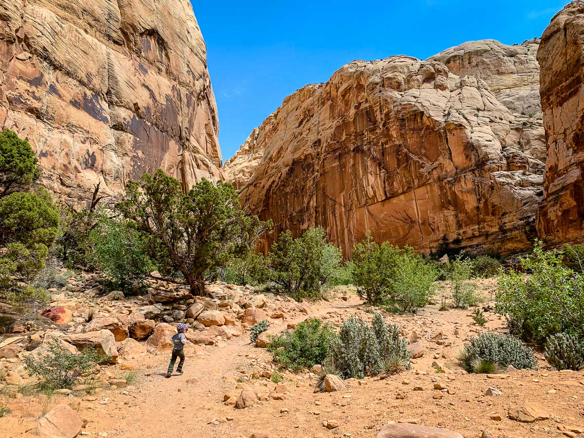 Hiking the Capitol Gorge Trail in Capitol Reef National Park - Family ...
