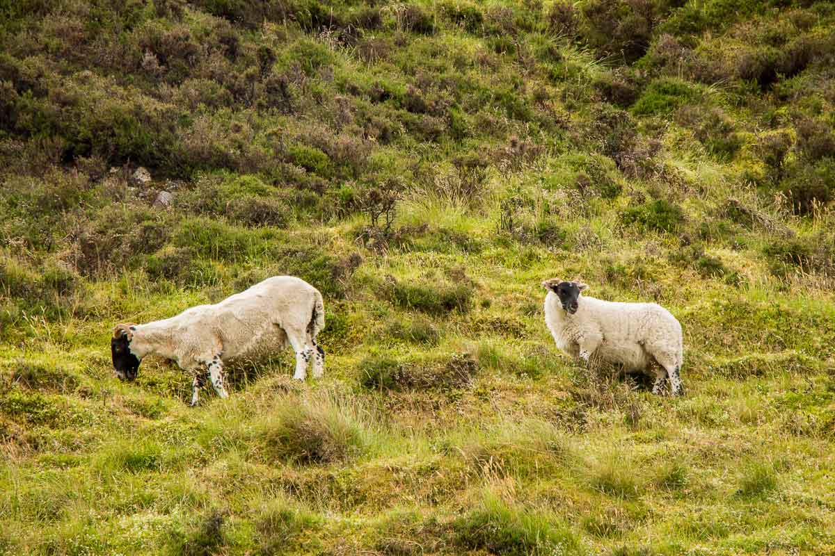 Conic Hill Walk with Kids: What to Expect - Family Can Travel