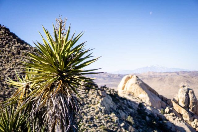 Ryan Mountain Hike with Kids in Joshua Tree National Park - Family Can ...