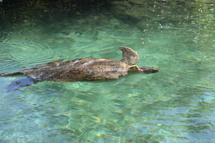 Top 15 Tips to Have the Best Day at Xcaret Mexico - Family Can Travel