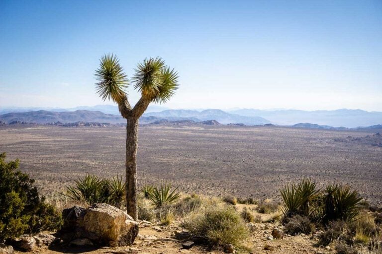 Ryan Mountain Hike with Kids in Joshua Tree National Park - Family Can ...