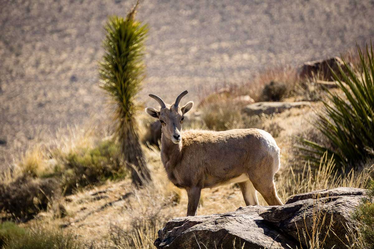 Ryan Mountain Hike with Kids in Joshua Tree National Park - Family Can ...