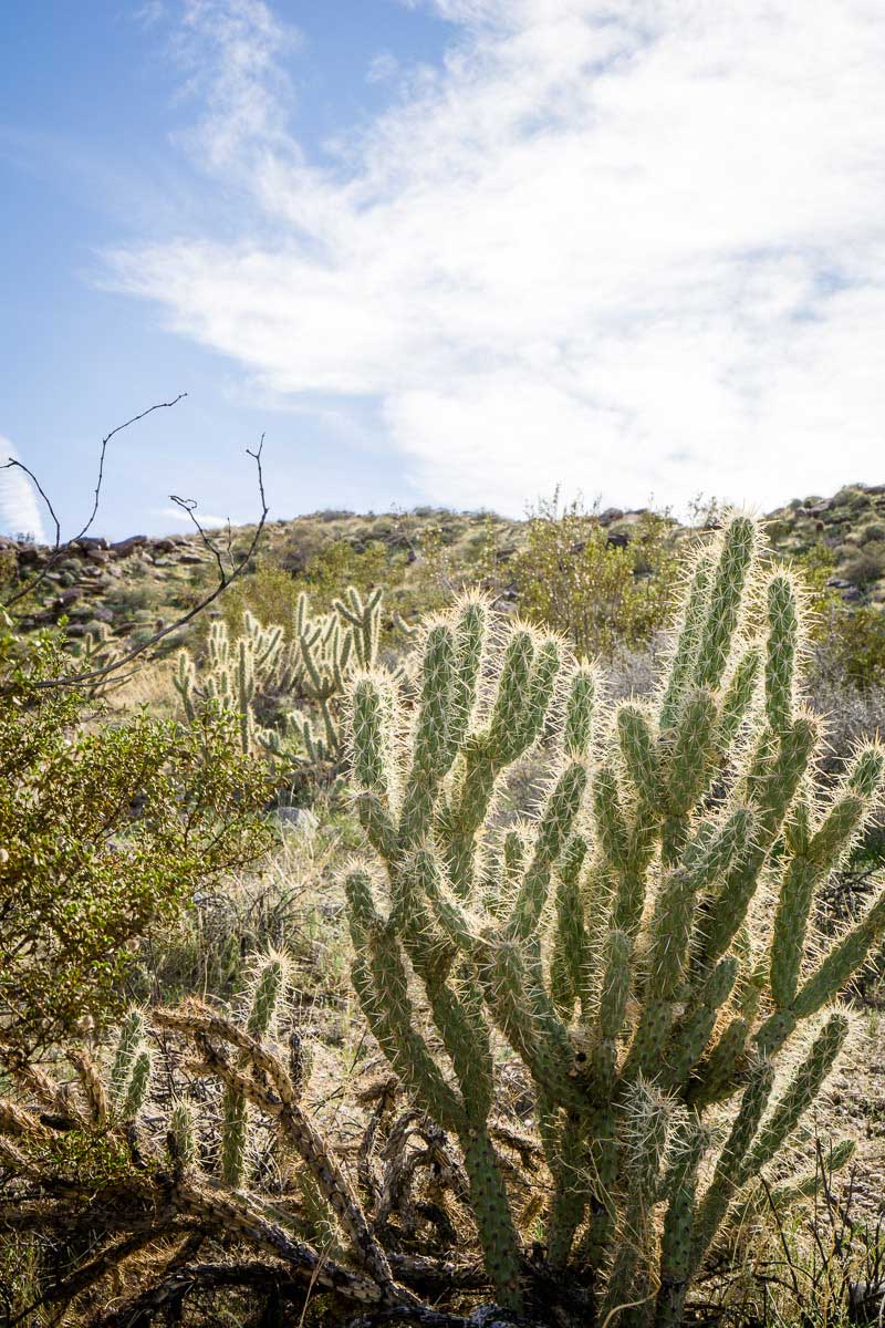 Hiking the Palm Canyon Trail with Kids - Family Can Travel