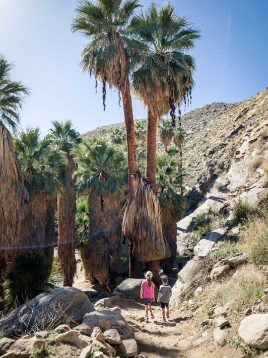 Hiking the Palm Canyon Trail with Kids - Family Can Travel