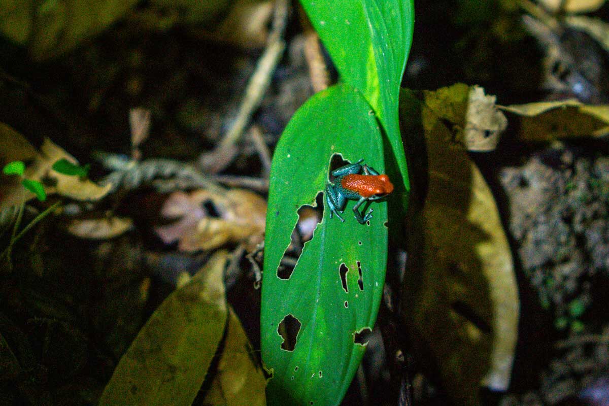 Corcovado National Park with Kids - Family Can Travel