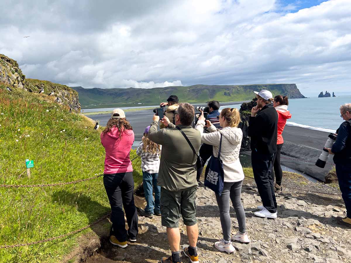 Where to See Puffins in Iceland - Family Can Travel