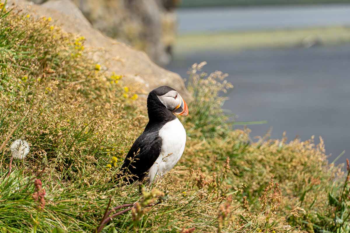 Where to See Puffins in Iceland - Family Can Travel