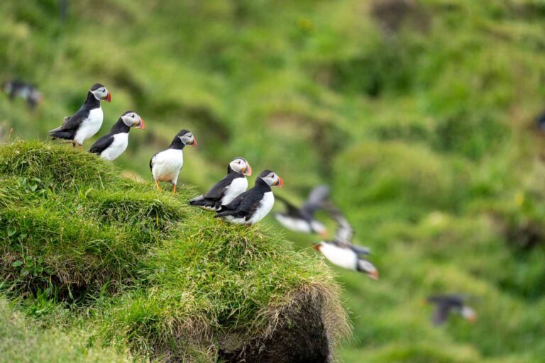 Where to See Puffins in Iceland - Family Can Travel