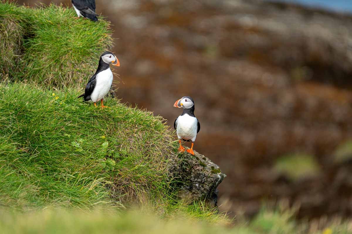 Where to See Puffins in Iceland - Family Can Travel