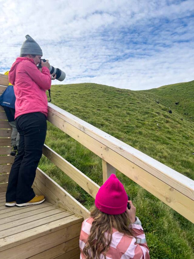 Where to See Puffins in Iceland - Family Can Travel