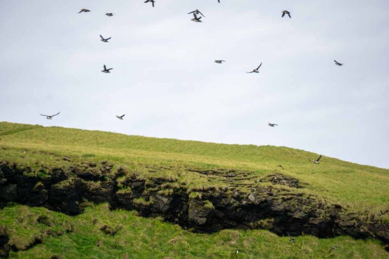 Where to See Puffins in Iceland - Family Can Travel