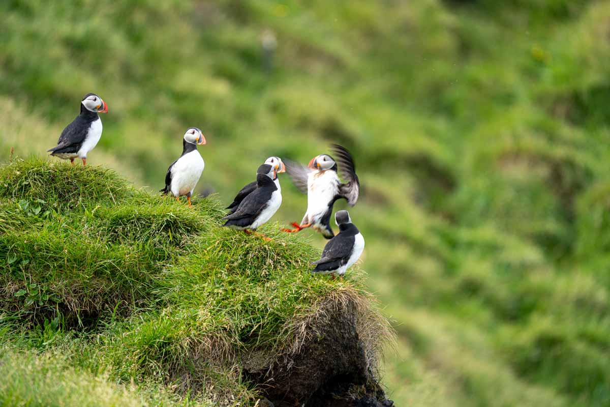 Where to See Puffins in Iceland - Family Can Travel