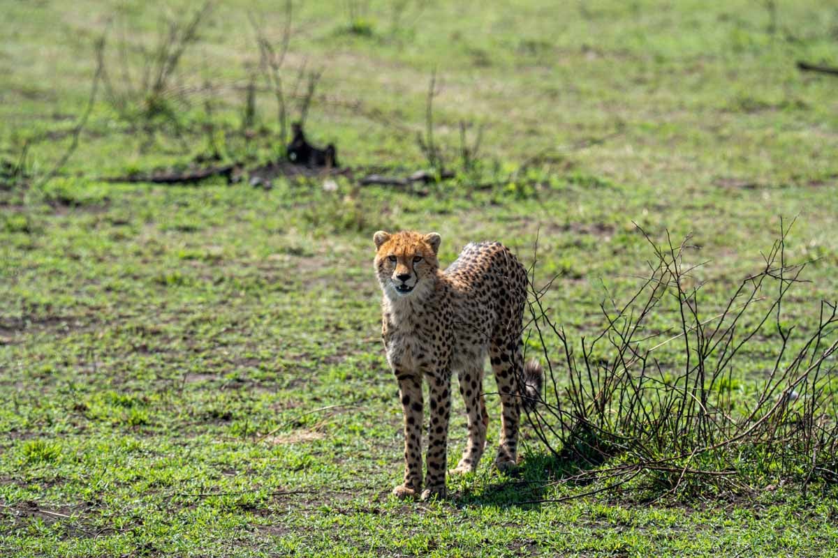 Maasai Mara National Reserve with Kids - Family Can Travel