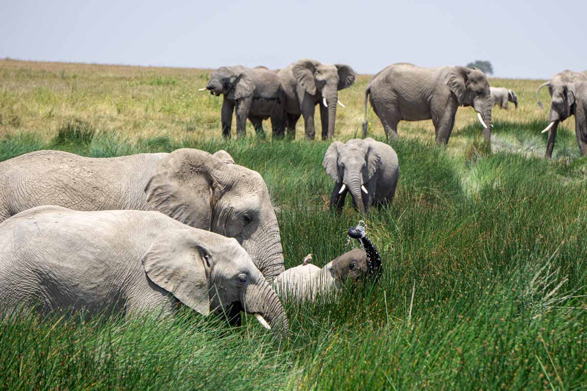 15 Must Read Tips For Going on Safari With Kids - Family Can Travel